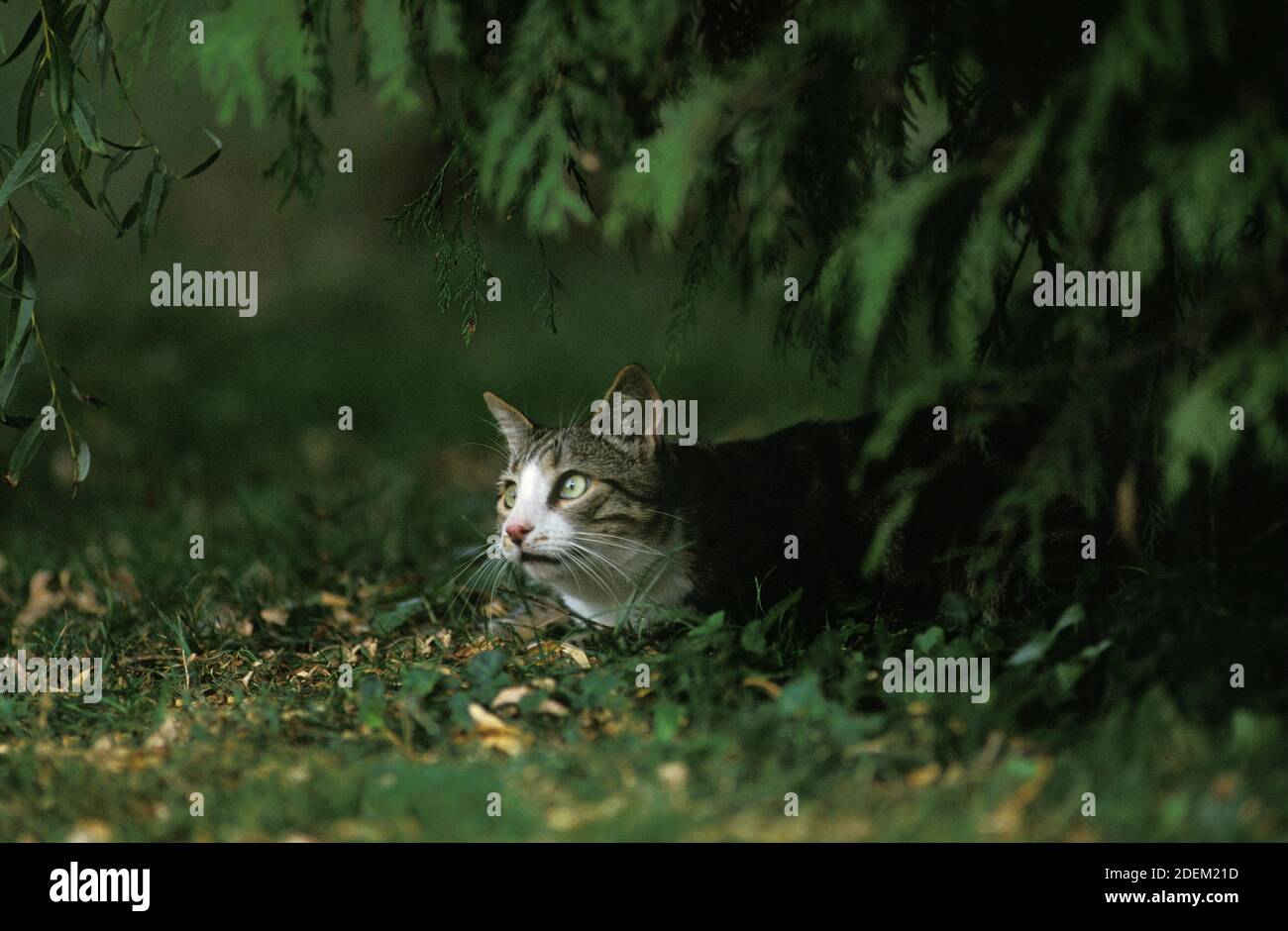 Domestic Cat, Adult laying under Tree Stock Photo - Alamy