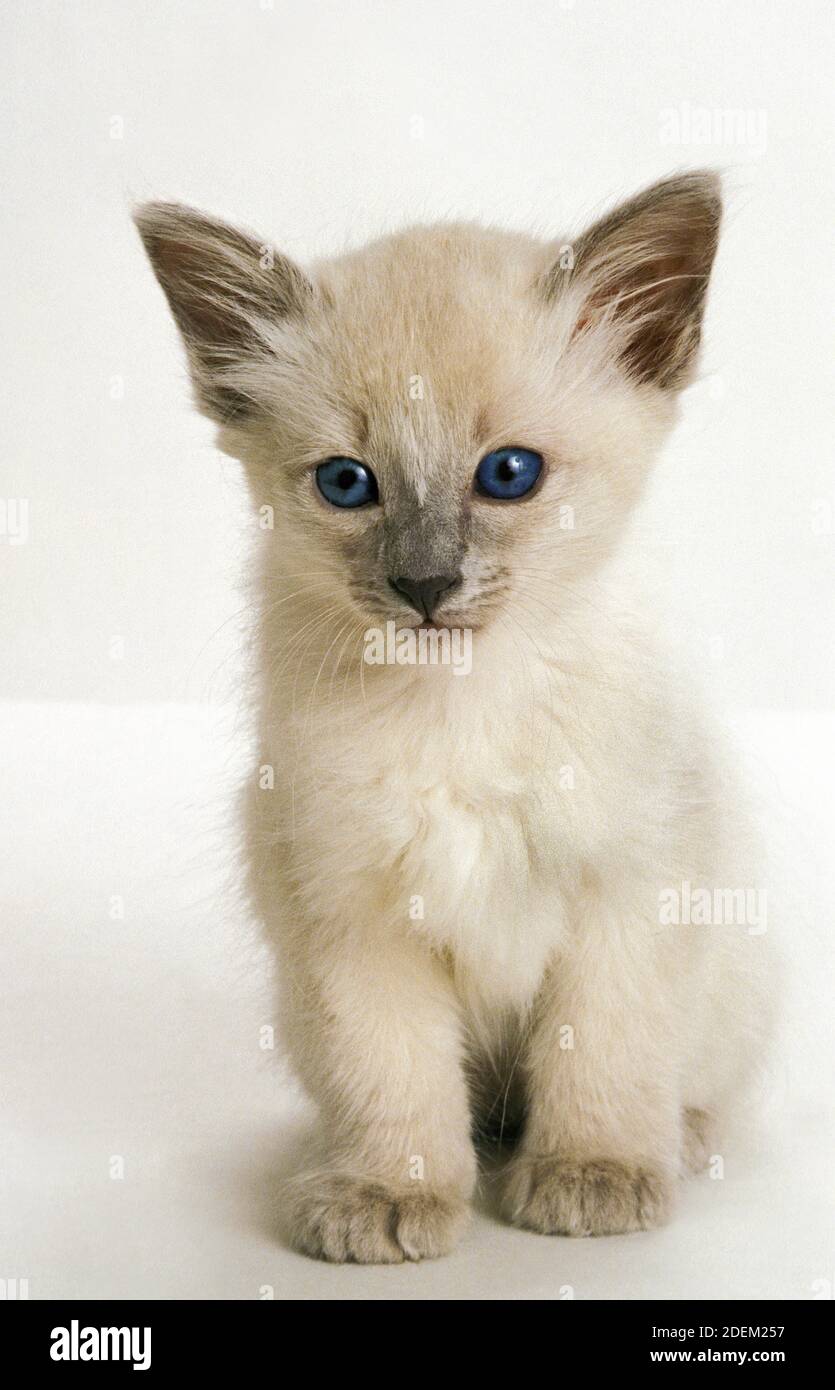 Balinese Domestic Cat, Kitten against White Background Stock Photo - Alamy