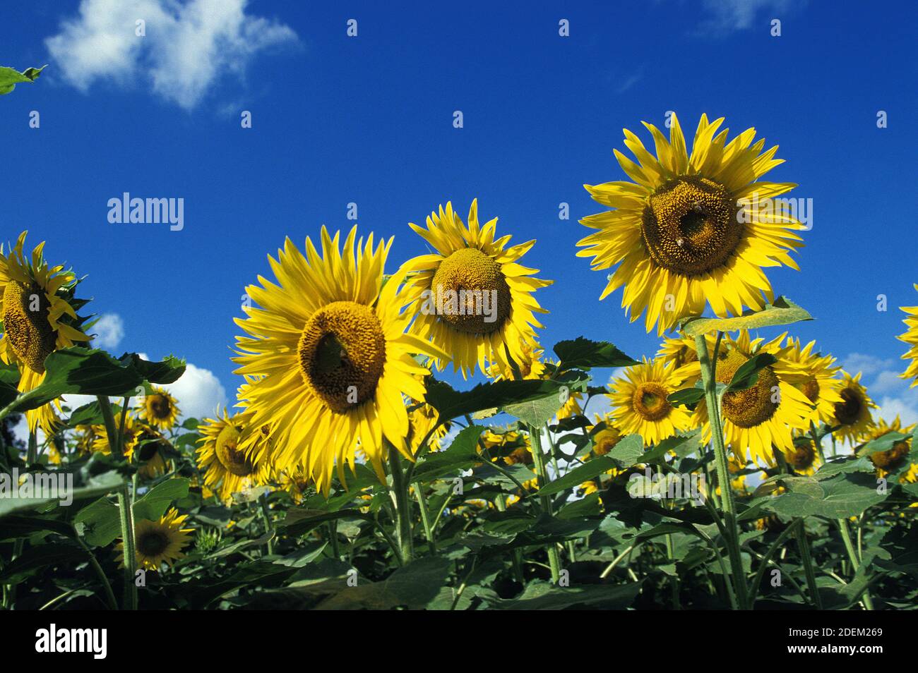 Helianthus sp blossom hi-res stock photography and images - Alamy