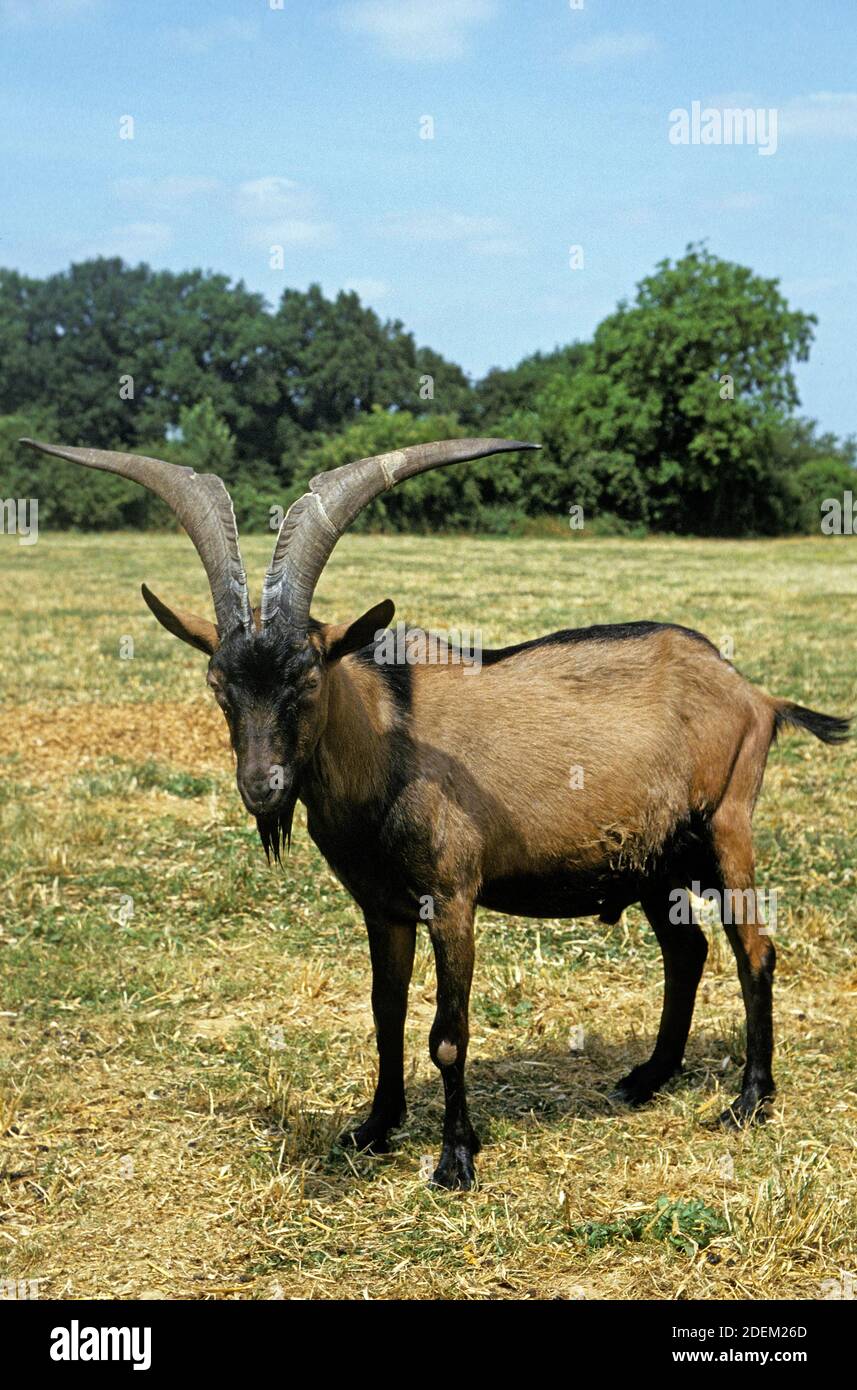 Alpine Chamoisee Goat, a French Breed, Billy Goat Stock Photo - Alamy
