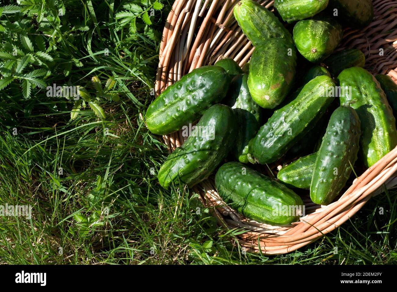 Gherkin or Pickle, cucumis sativus, Vegetable garden in Normandy Stock ...