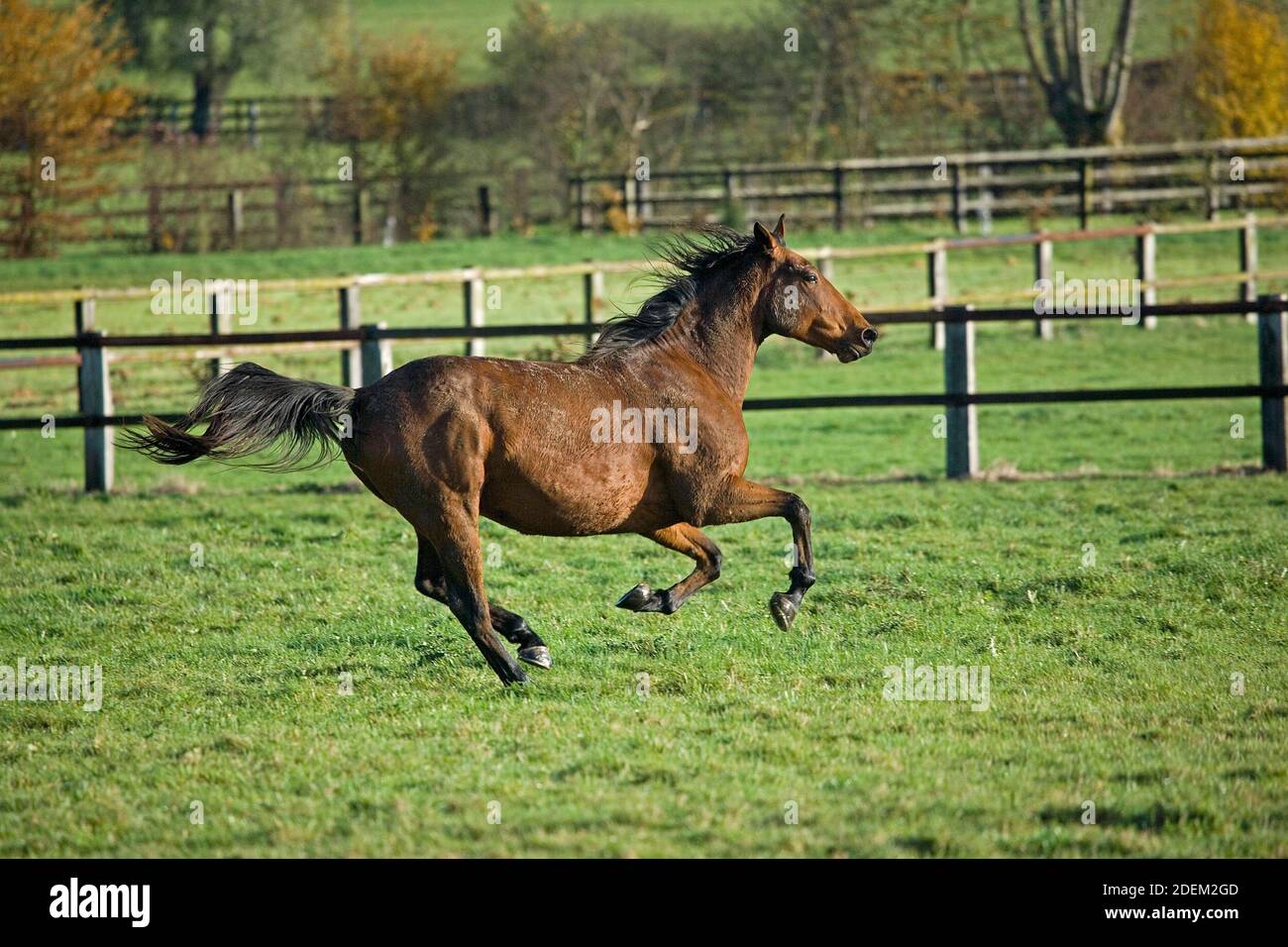 French Trotter, Male Galloping in Paddock, Normandy Stock Photo - Alamy