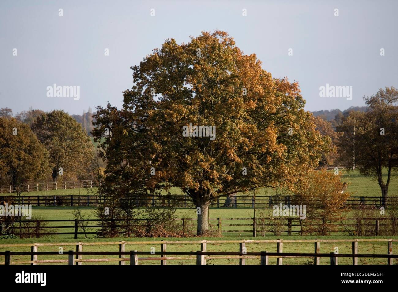Stud in Normandy, Paddocks for Horses, Oak Tree during Autumn Stock ...