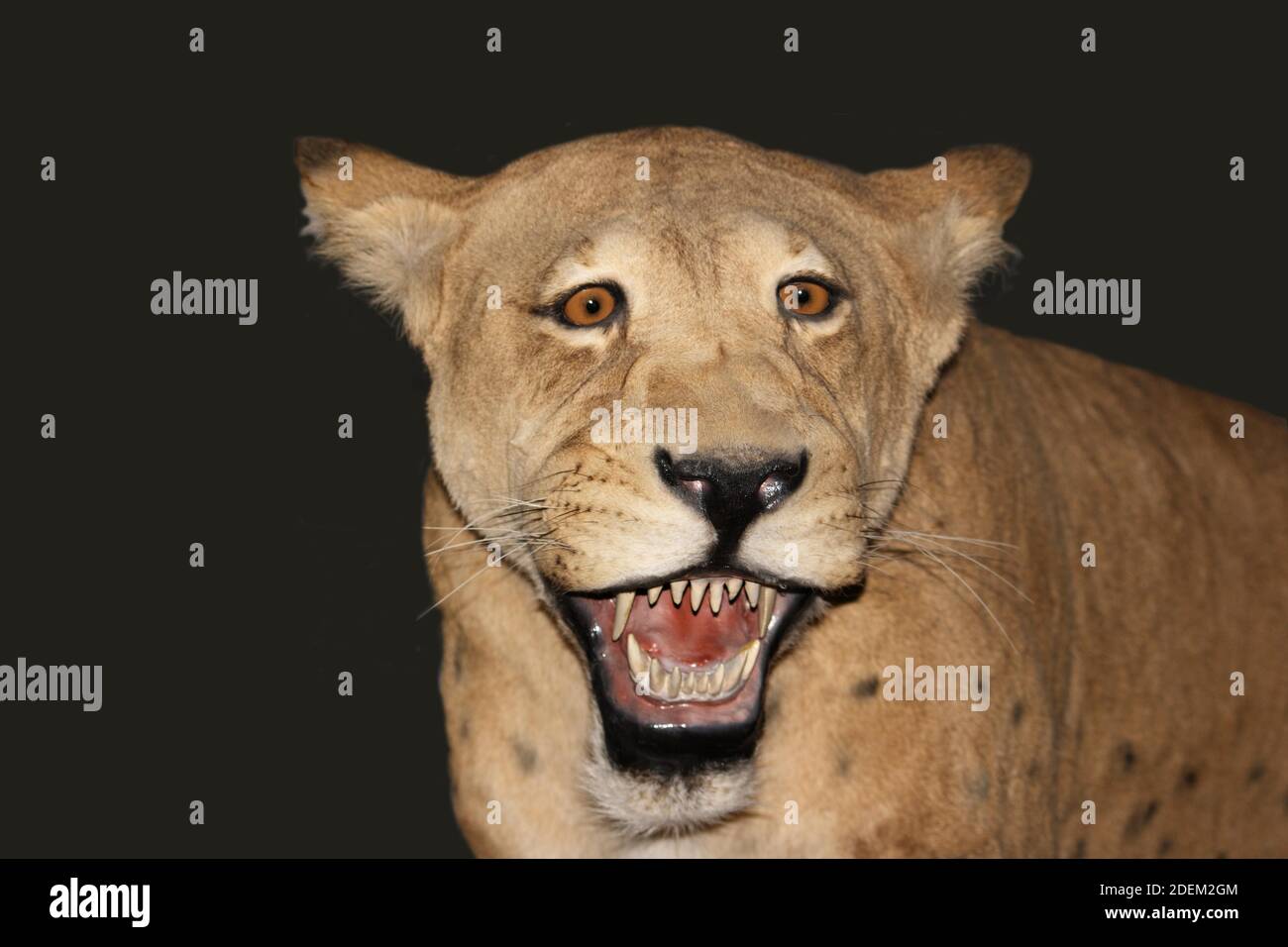 Scimitar Cat, homotherium serum, Saber Toothed Cat disappeared 10 000 ...