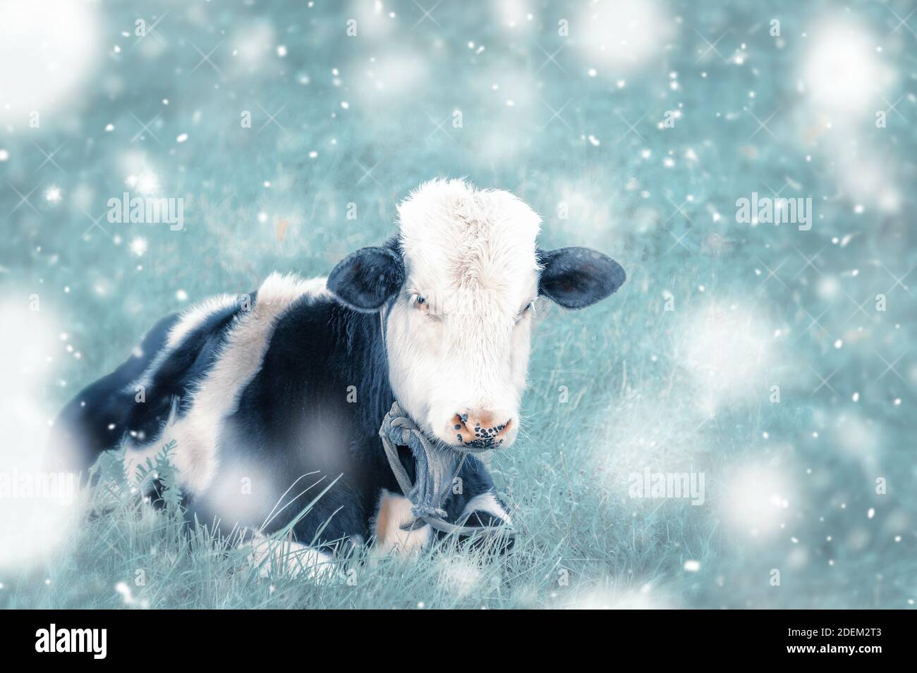 purebred bull with black spots and a white head is lying in a field in ...