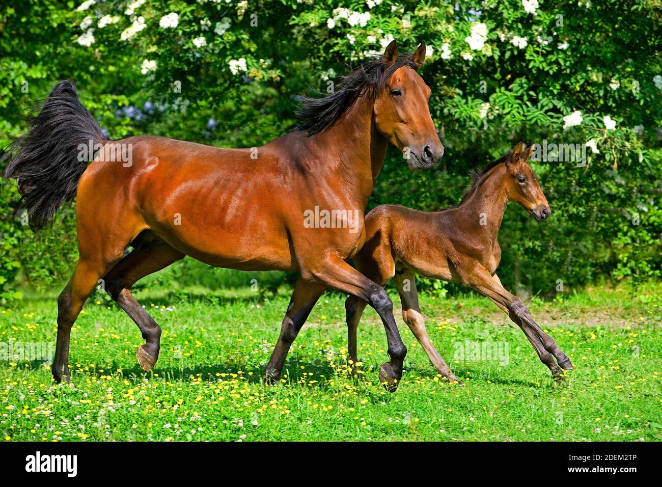 French Trotter, Mare with Foal Trotting in Paddock, Normandy Stock ...