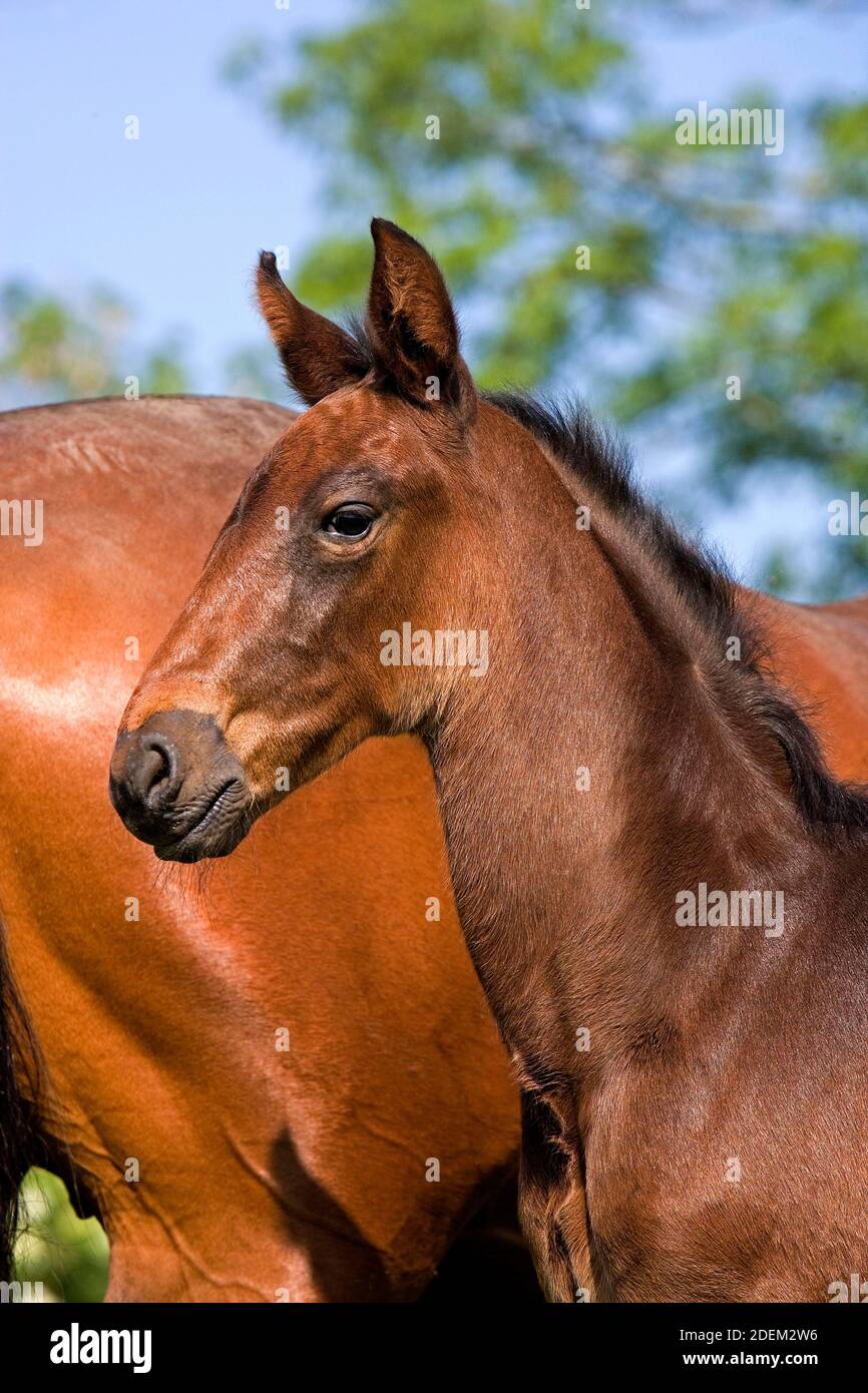French Trotter, Mare with Foal in Paddock, Normandy Stock Photo - Alamy