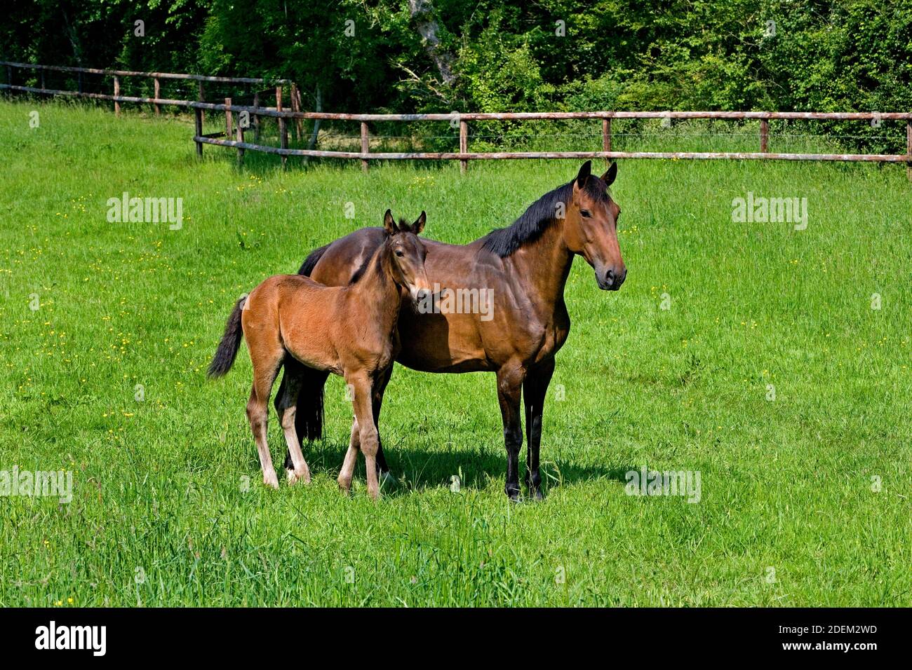 French Trotter, Mare with Foal standing in Paddock, Normandy Stock ...