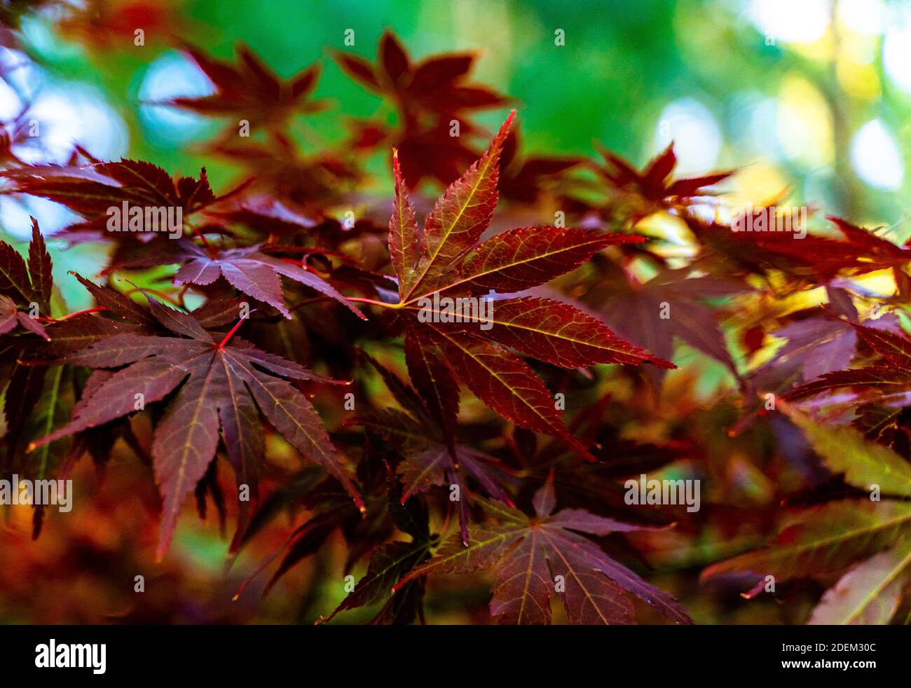 Foliage of a red Japanese maple tree also known as Acer palmatum Stock ...
