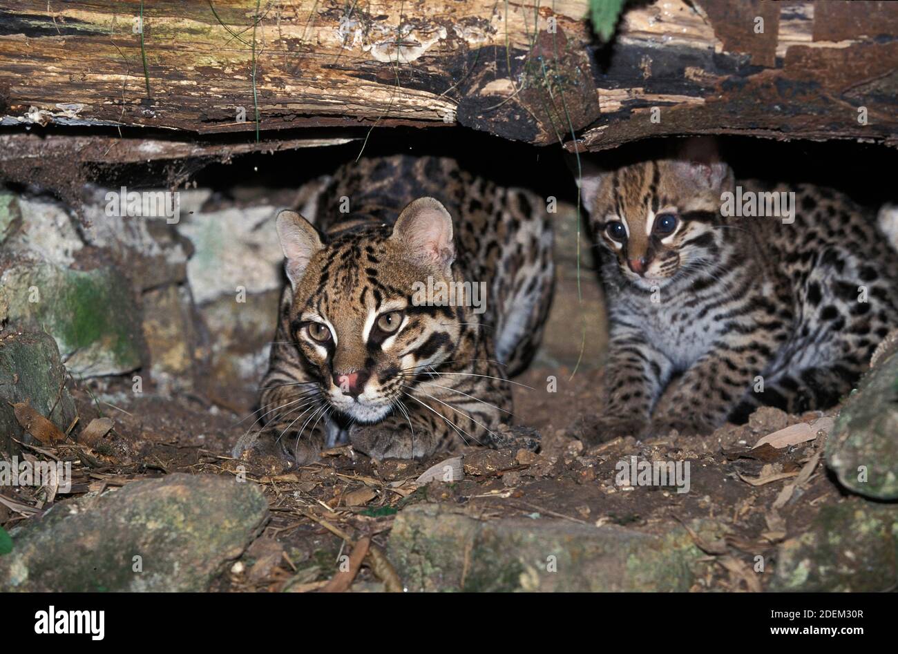 Ocelot Cubs