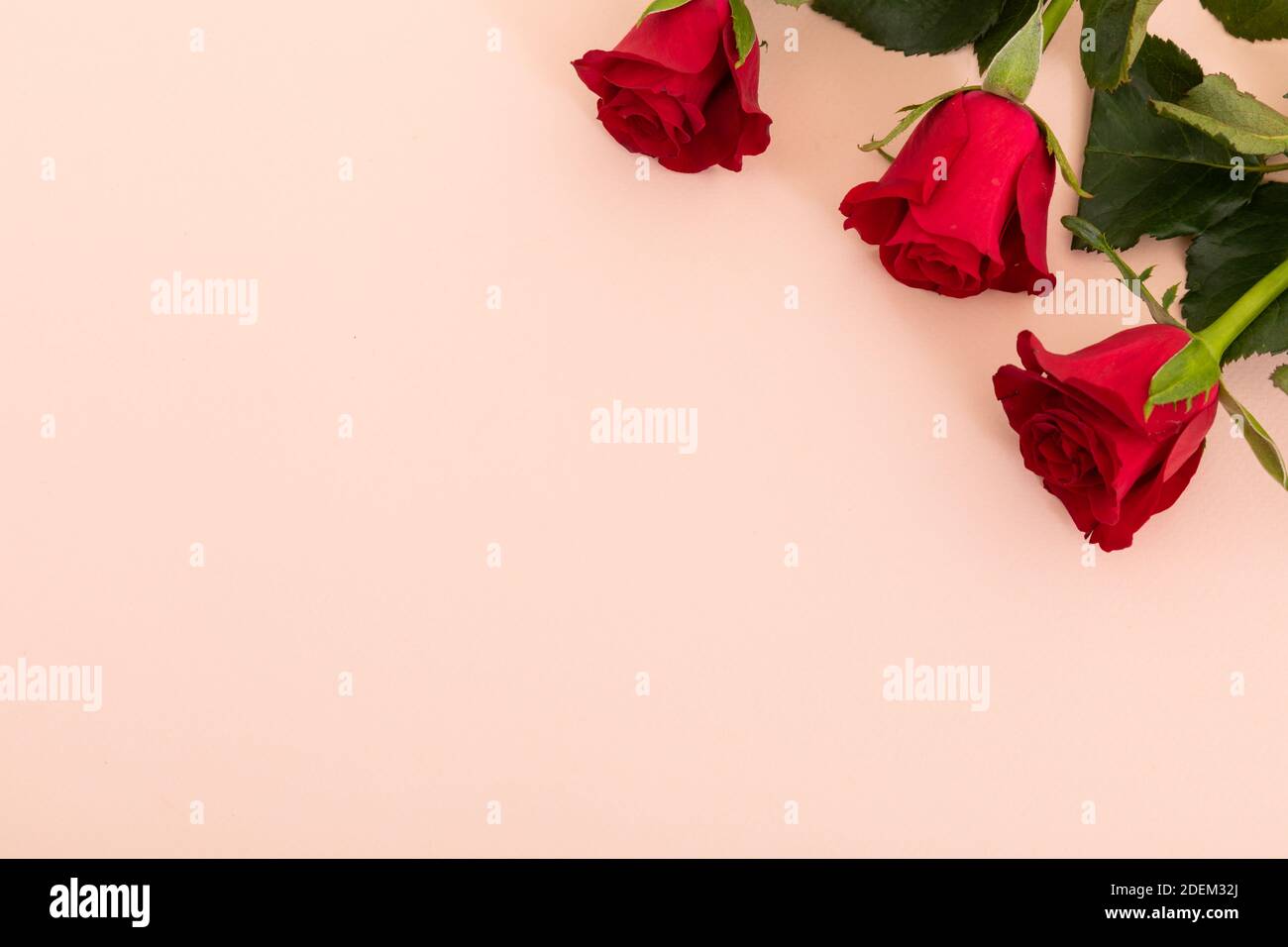 Three red roses in top right corner on pink background Stock Photo - Alamy