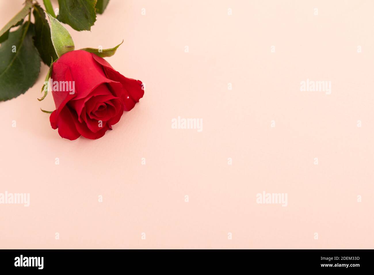Red rose in top left corner on pink background Stock Photo - Alamy