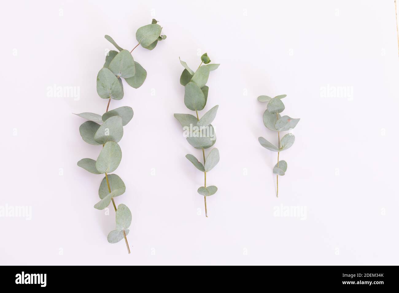 Three branches with green leaves lying on white background Stock Photo ...