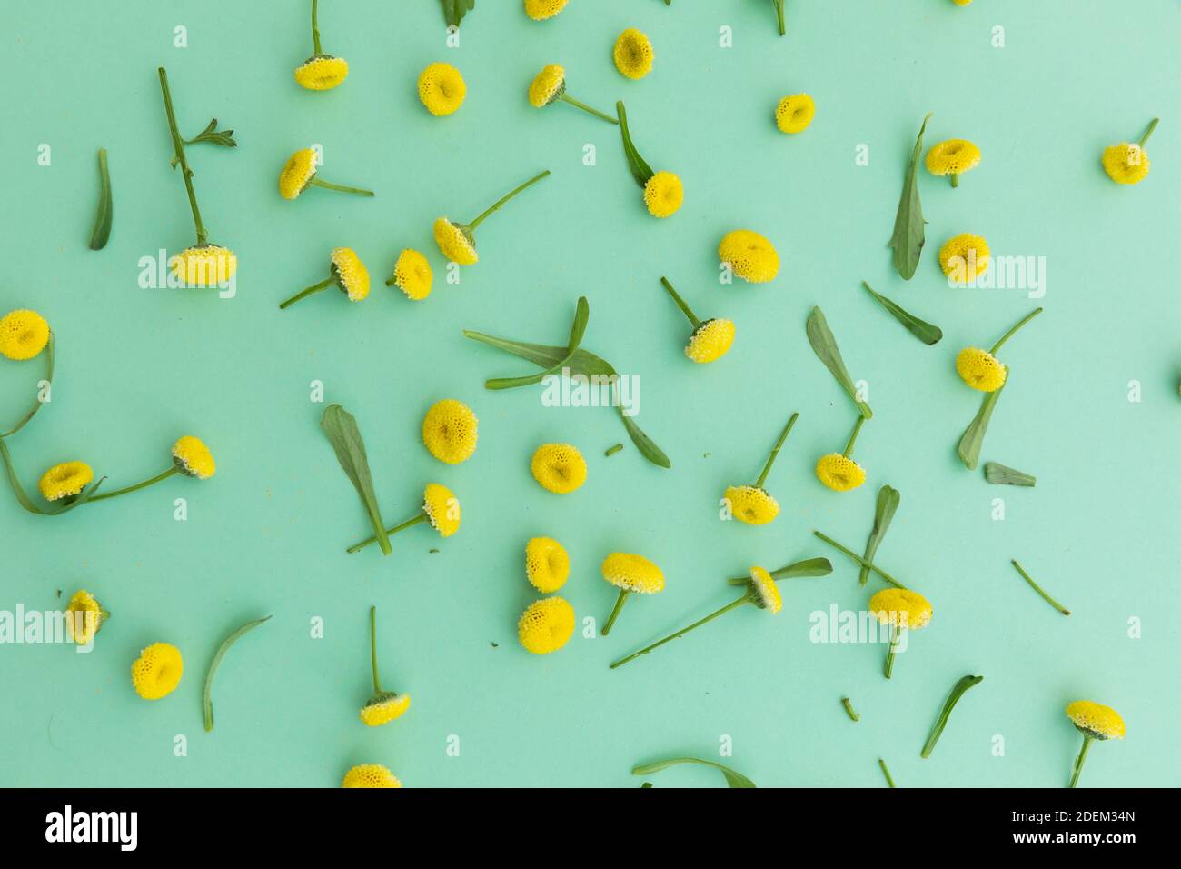 Multiple yellow flowers and leaves scattered on green background Stock ...