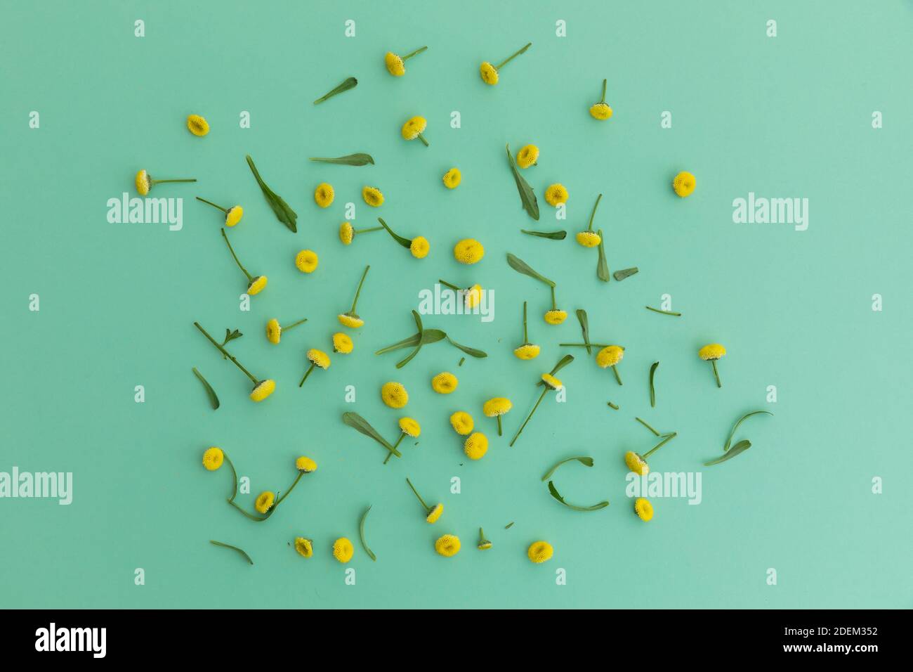 Multiple yellow flowers and leaves scattered on green background Stock ...