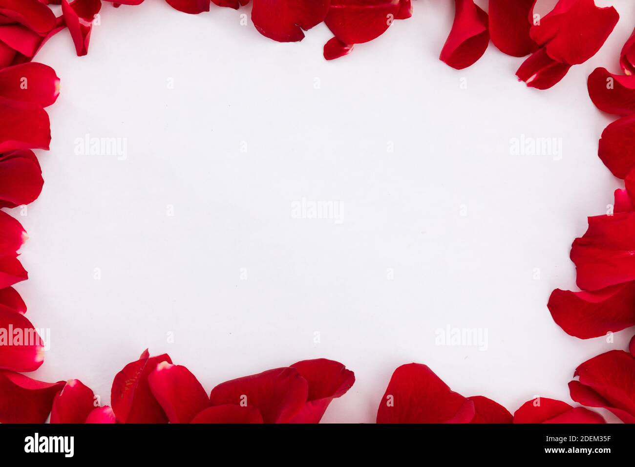 Frame of multiple red rose petals on white background Stock Photo - Alamy