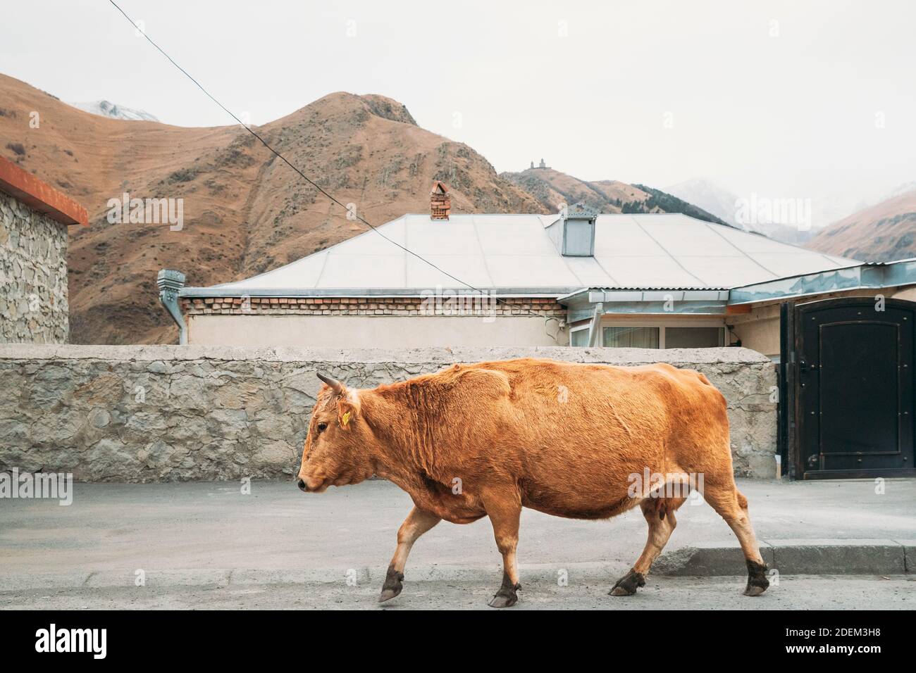 Stepantsminda, Gergeti, Georgia. Cow Walking Near House Stock Photo - Alamy