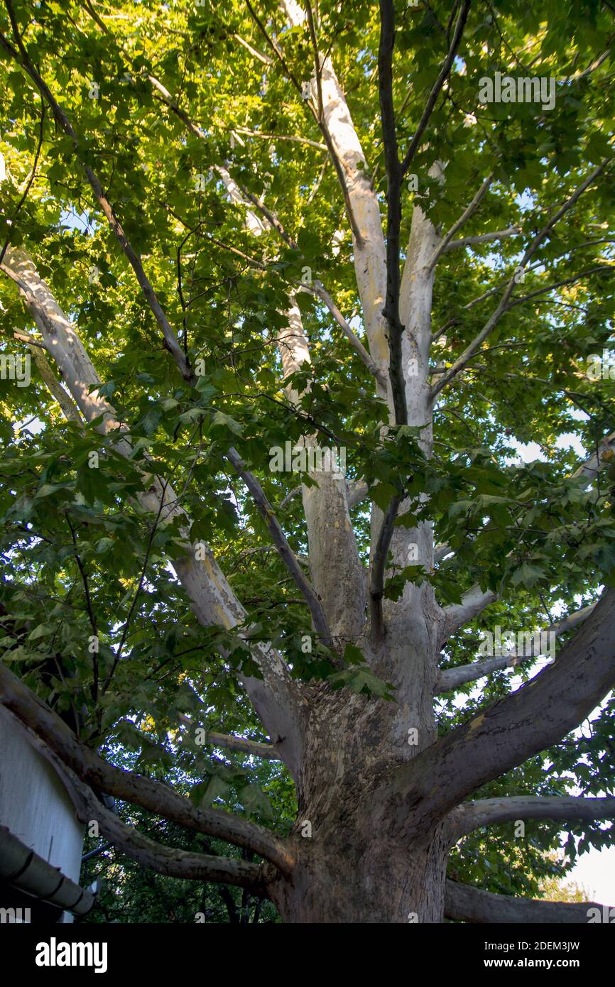 Beautiful Canopy Trees