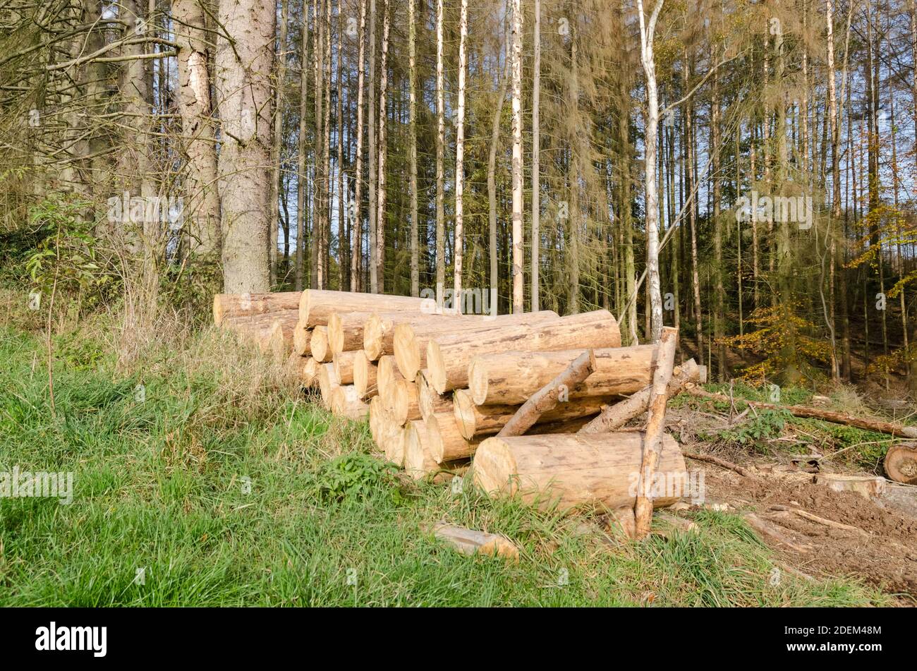 Felled trees at a logging site, deforestation, pile or stack of wood ...