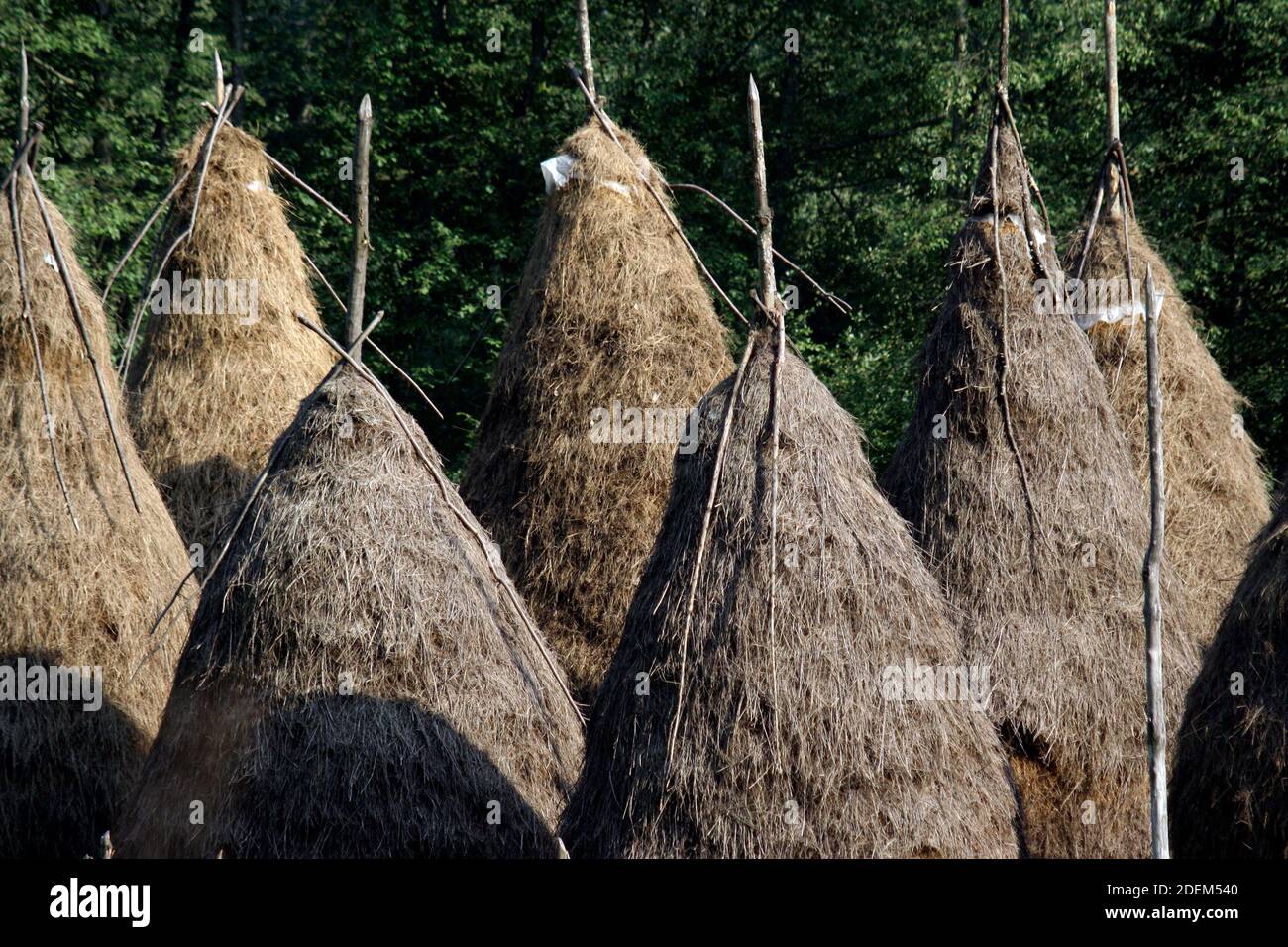 agriculture and farming in romania, plant growing and food production ...
