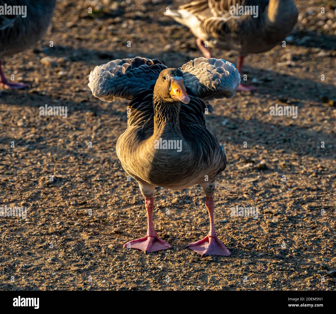 Domestic greylag goose lifting his wings by the pond Stock Photo - Alamy