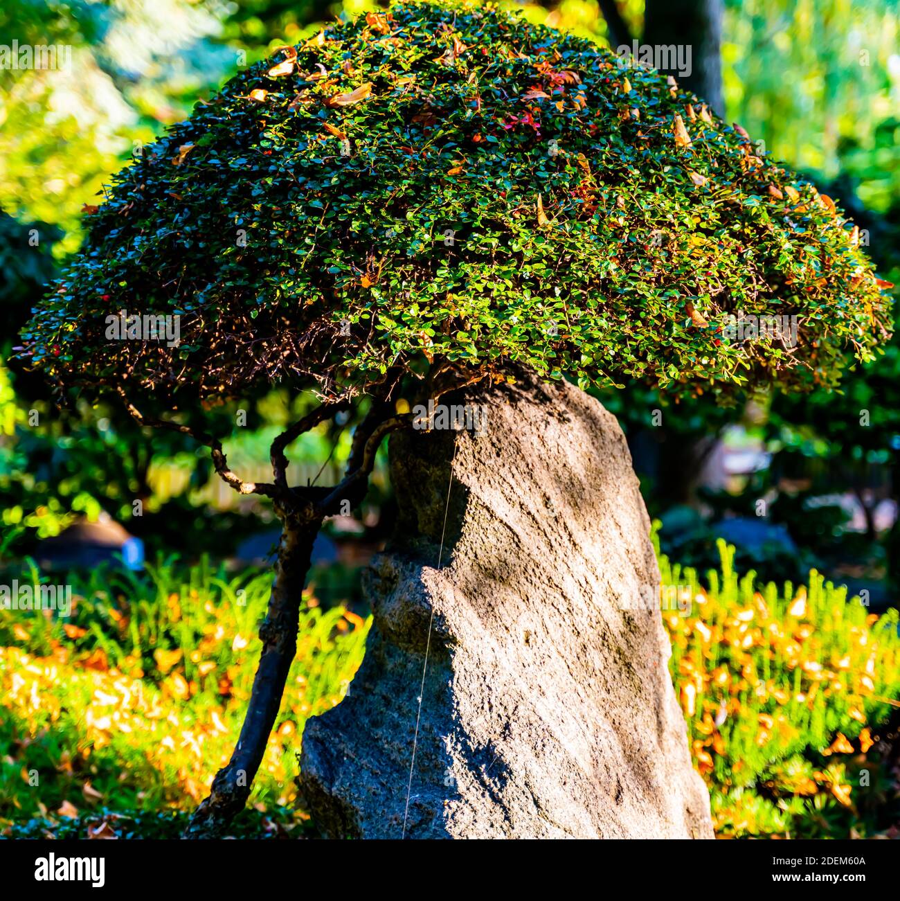 Rugged old tombstone under a shape cut tree Stock Photo - Alamy