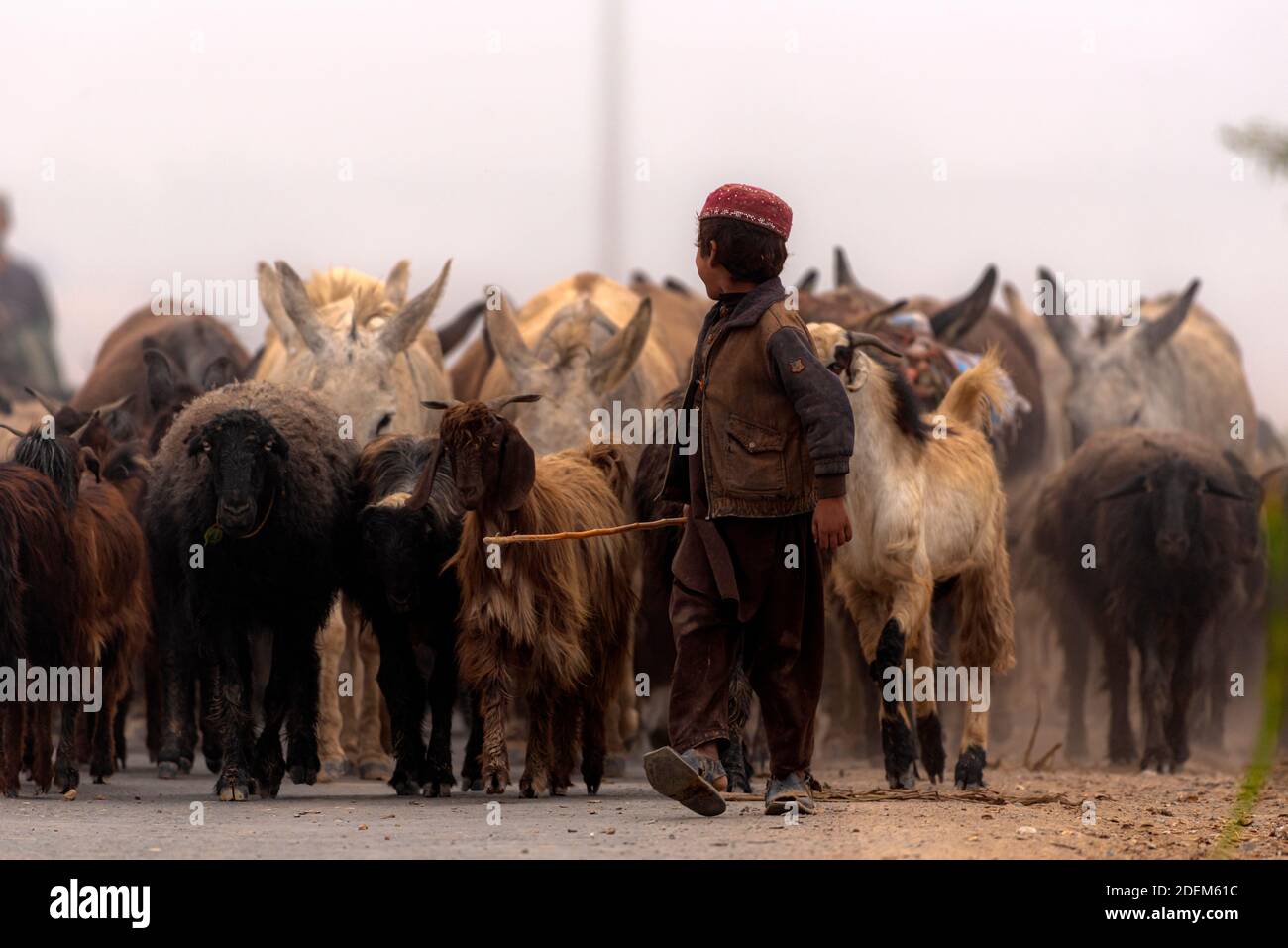 A nomad is a member of a community without fixed habitation which ...