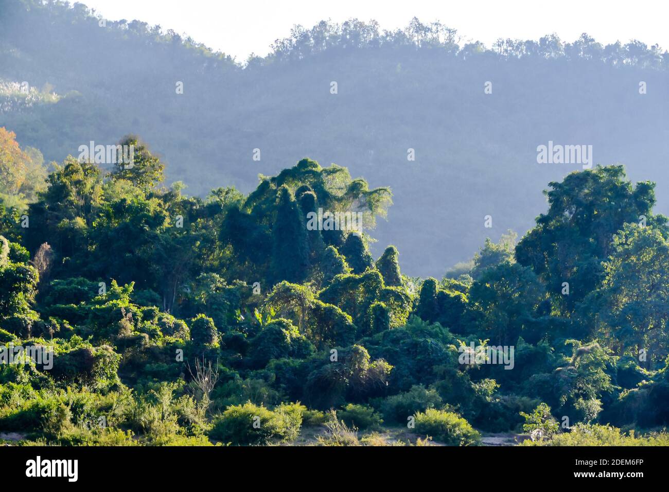 Dense overgrown area bushes hi-res stock photography and images - Alamy