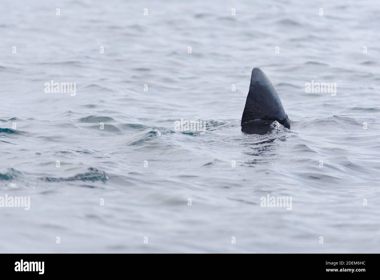 3 - Crisp image of the dark black dorsal fin of a basking shark ...