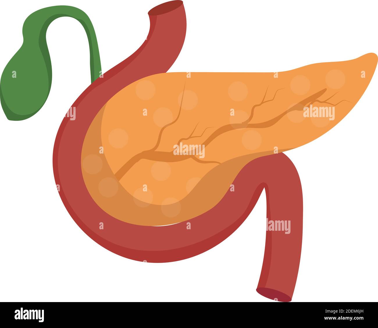 Pancreas icon in cartoon style isolated on white background. Organs ...