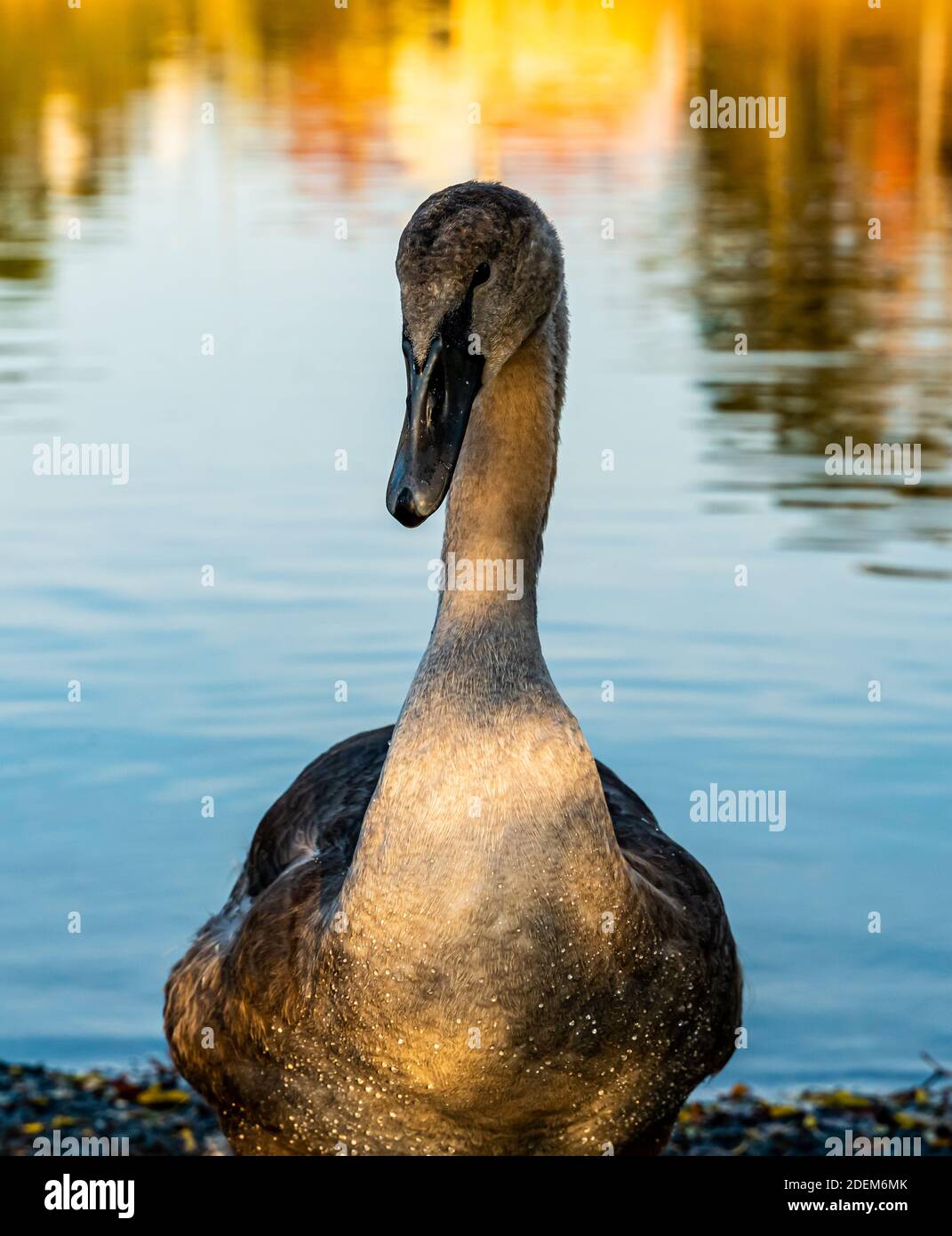 Photo of a young swan hi-res stock photography and images - Alamy