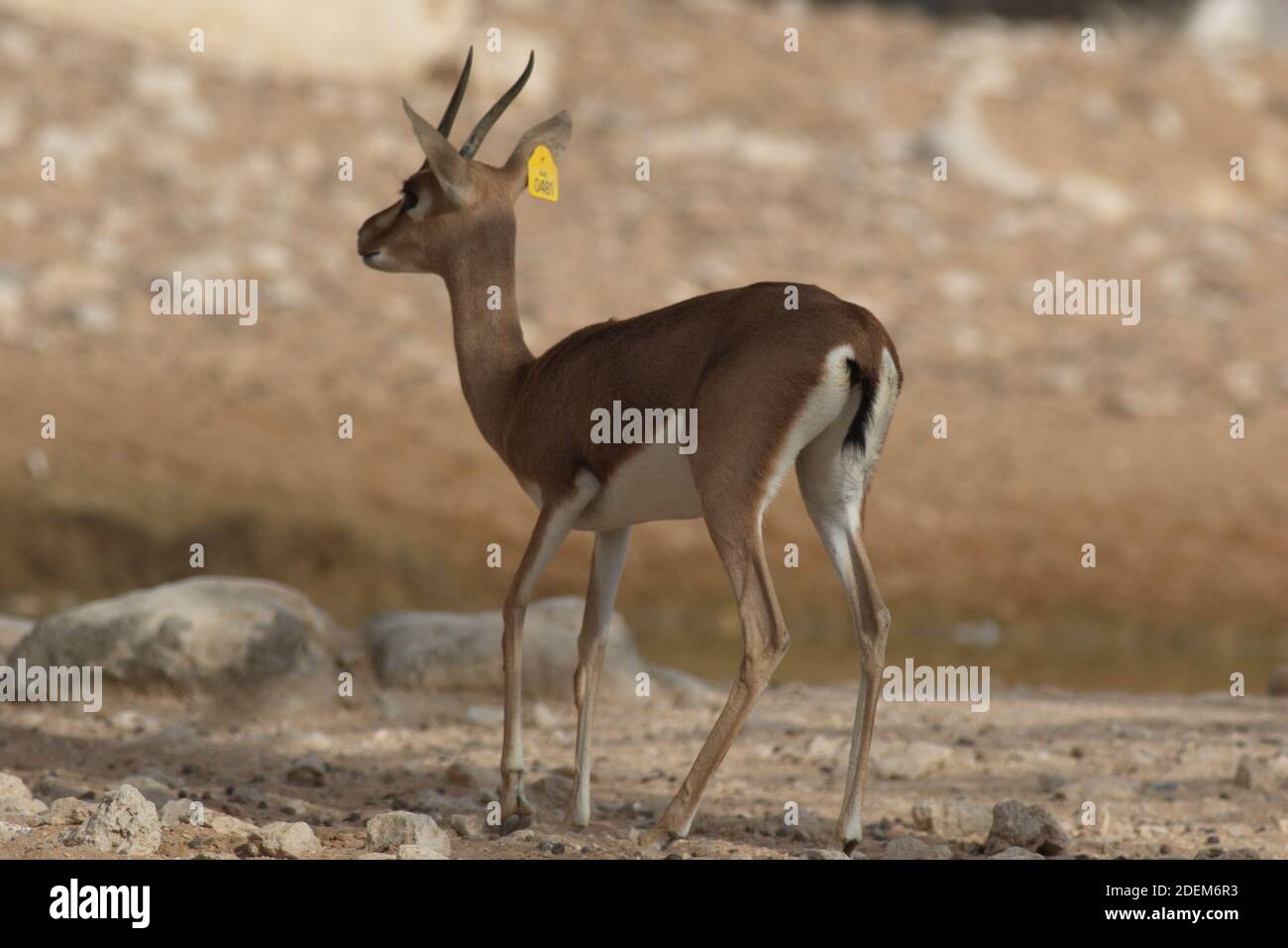 The chinkara, also known as the Indian gazelle, is a gazelle species ...