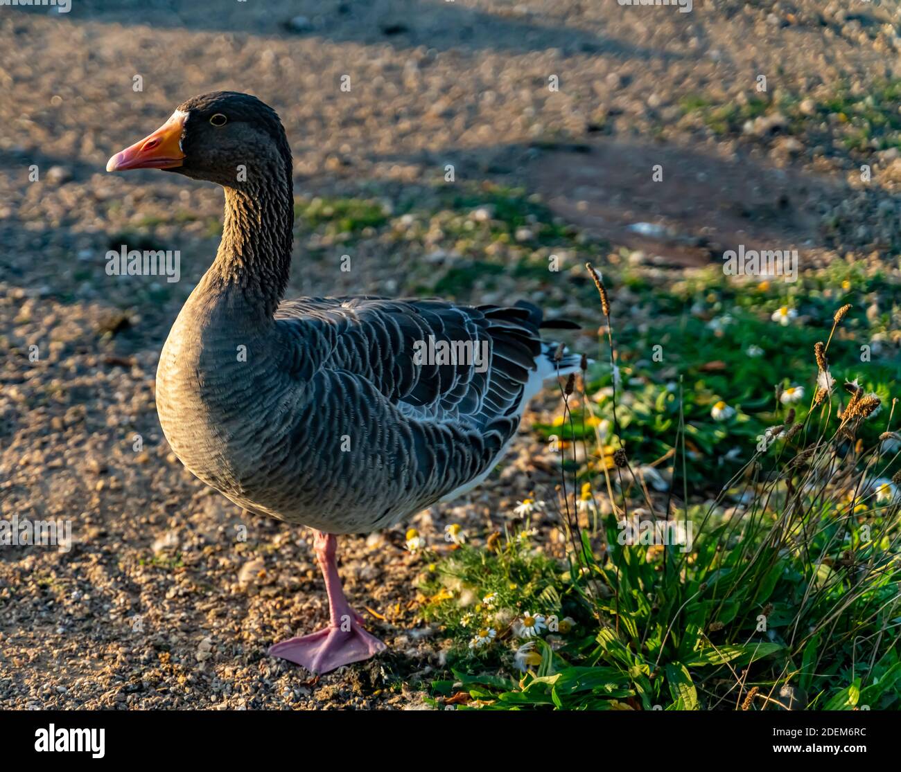 Domestic greylag goose resting on one leg by the pond Stock Photo - Alamy