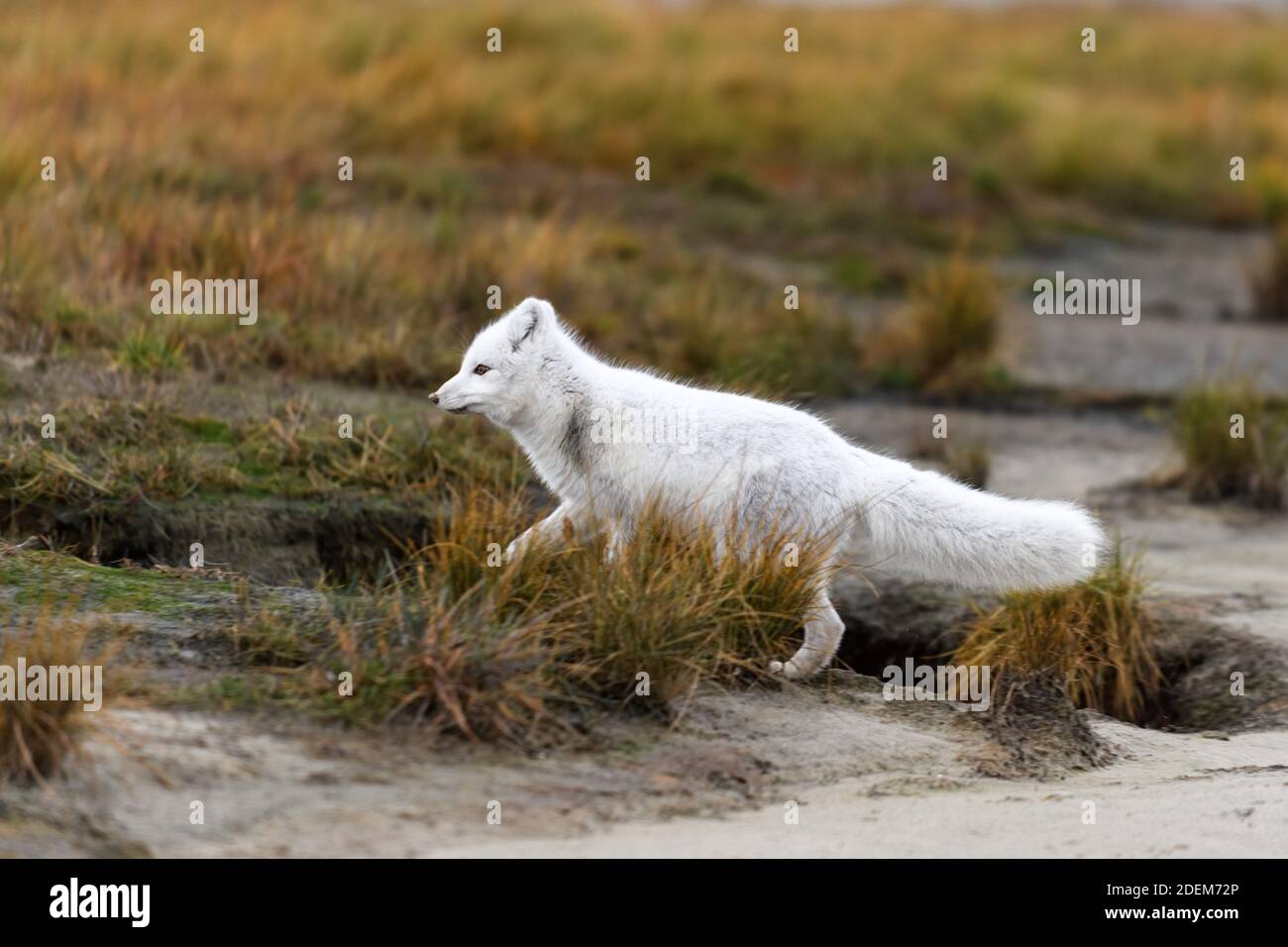 Arctic fox (Vulpes Lagopus) in wilde tundra. Arctic fox on the beach ...