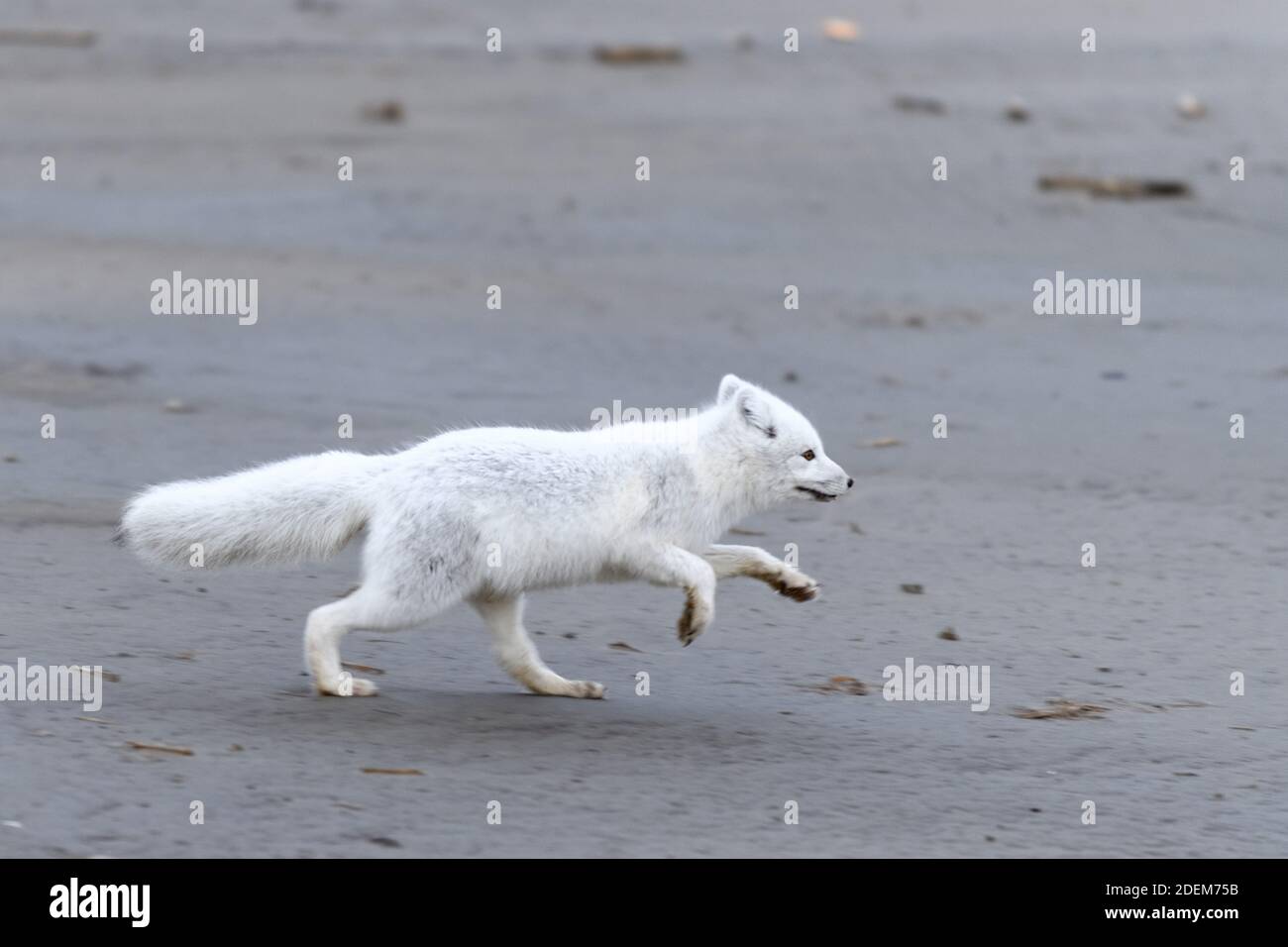 Arctic fox (Vulpes Lagopus) in wilde tundra. Arctic fox running Stock ...