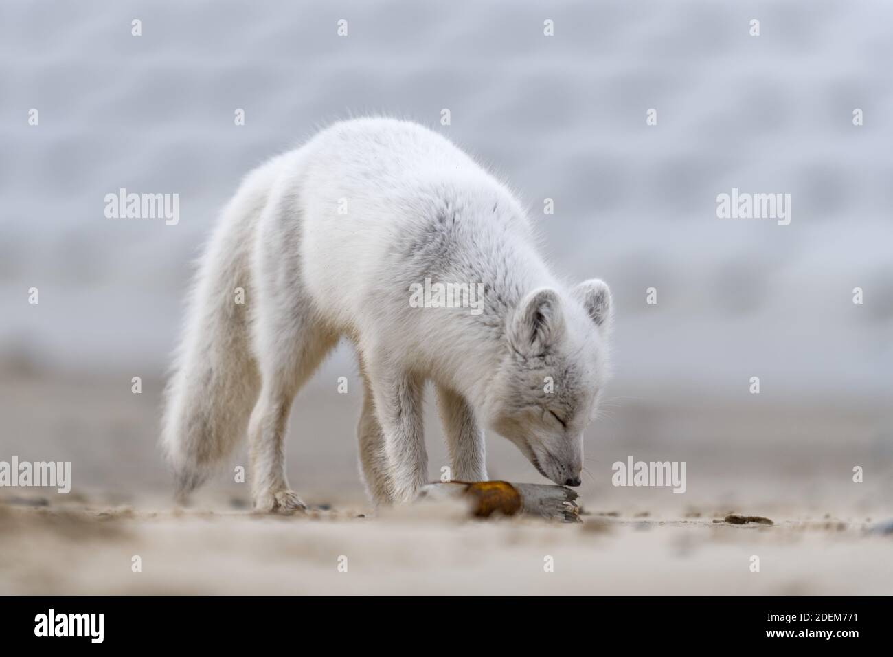 Arctic fox (Vulpes Lagopus) in wilde tundra. Arctic fox on the beach ...