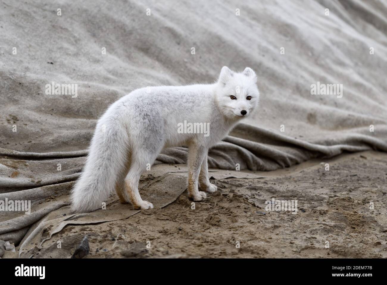 Arctic fox (Vulpes Lagopus) in wilde tundra. Arctic fox on the beach ...
