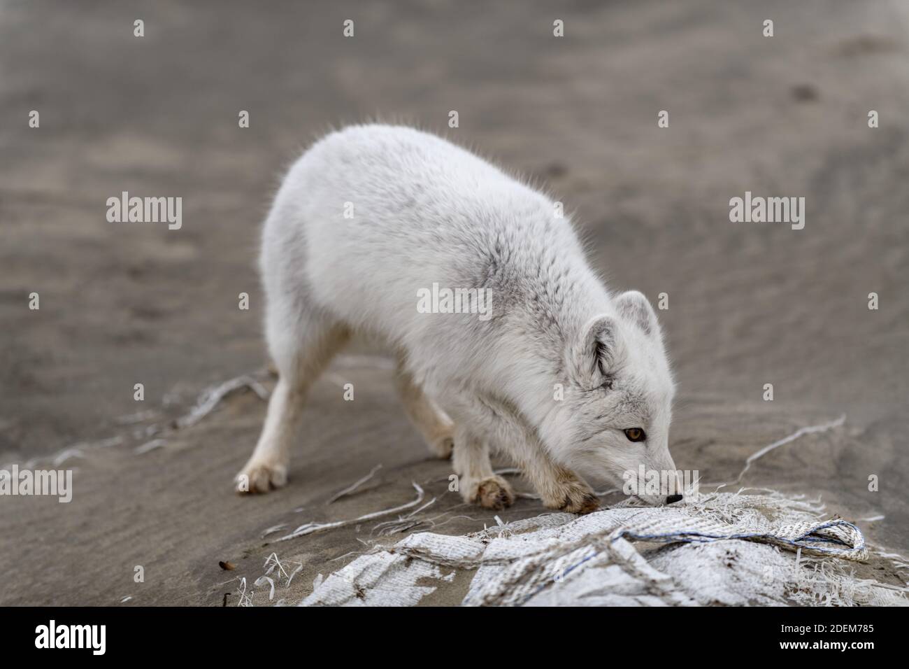 Arctic fox (Vulpes Lagopus) in wilde tundra. Arctic fox on the beach ...