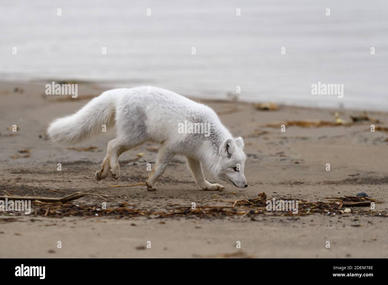 Arctic fox (Vulpes Lagopus) in wilde tundra. Arctic fox on the beach ...