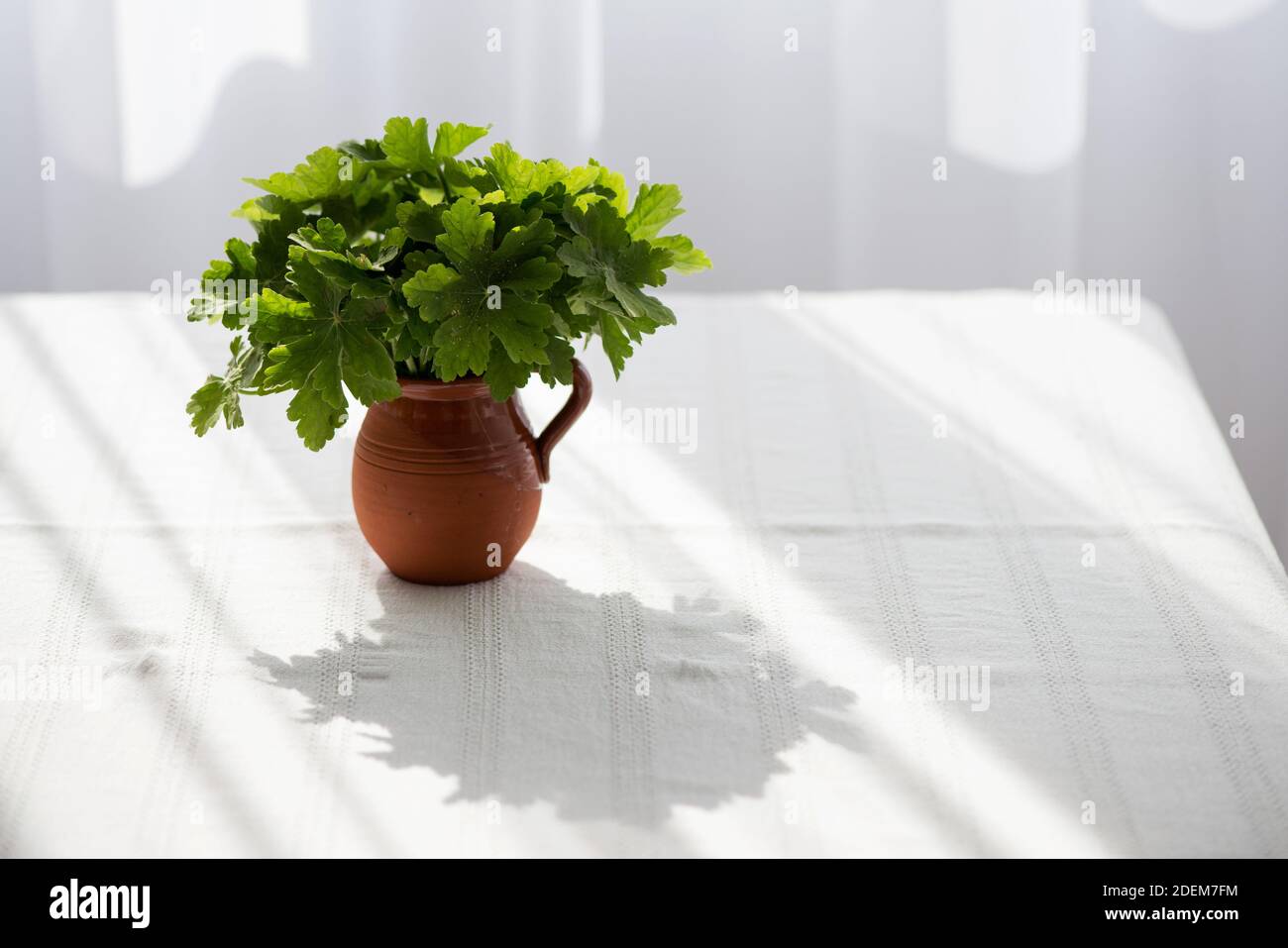 geranium leaves in a clay vase on a white tablecloth against a bright ...