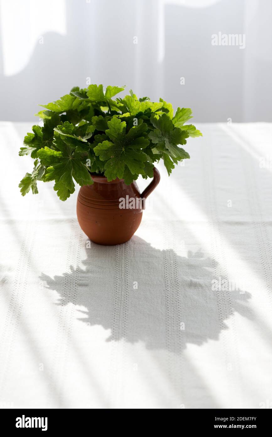 geranium leaves in a clay vase on a white tablecloth against a bright ...