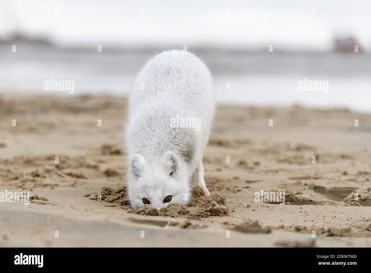 Arctic fox (Vulpes Lagopus) in wilde tundra. Arctic fox on the beach ...