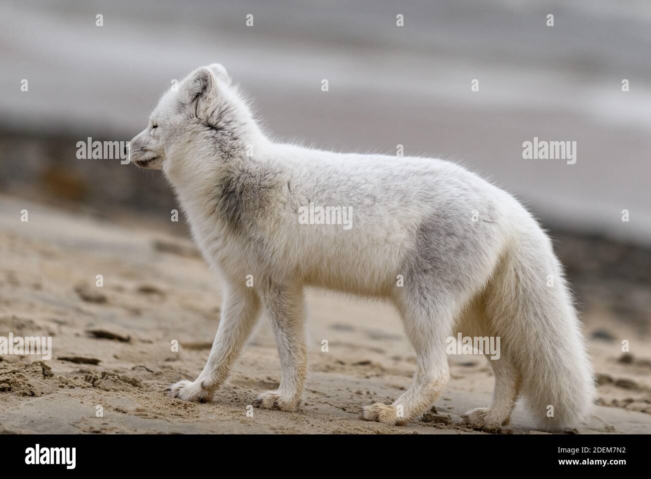 Arctic fox (Vulpes Lagopus) in wilde tundra. Arctic fox on the beach ...