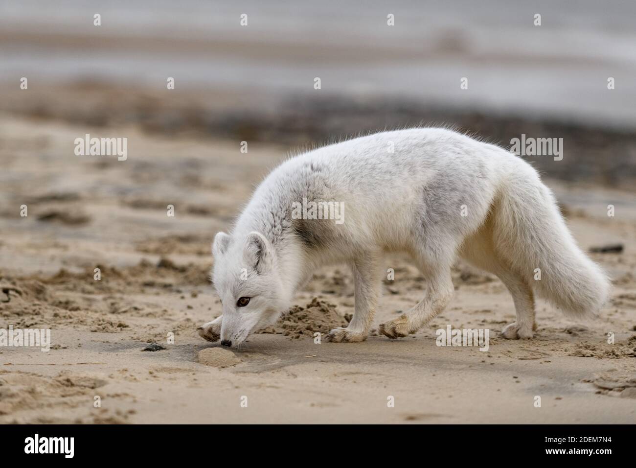 Arctic fox (Vulpes Lagopus) in wilde tundra. Arctic fox on the beach ...