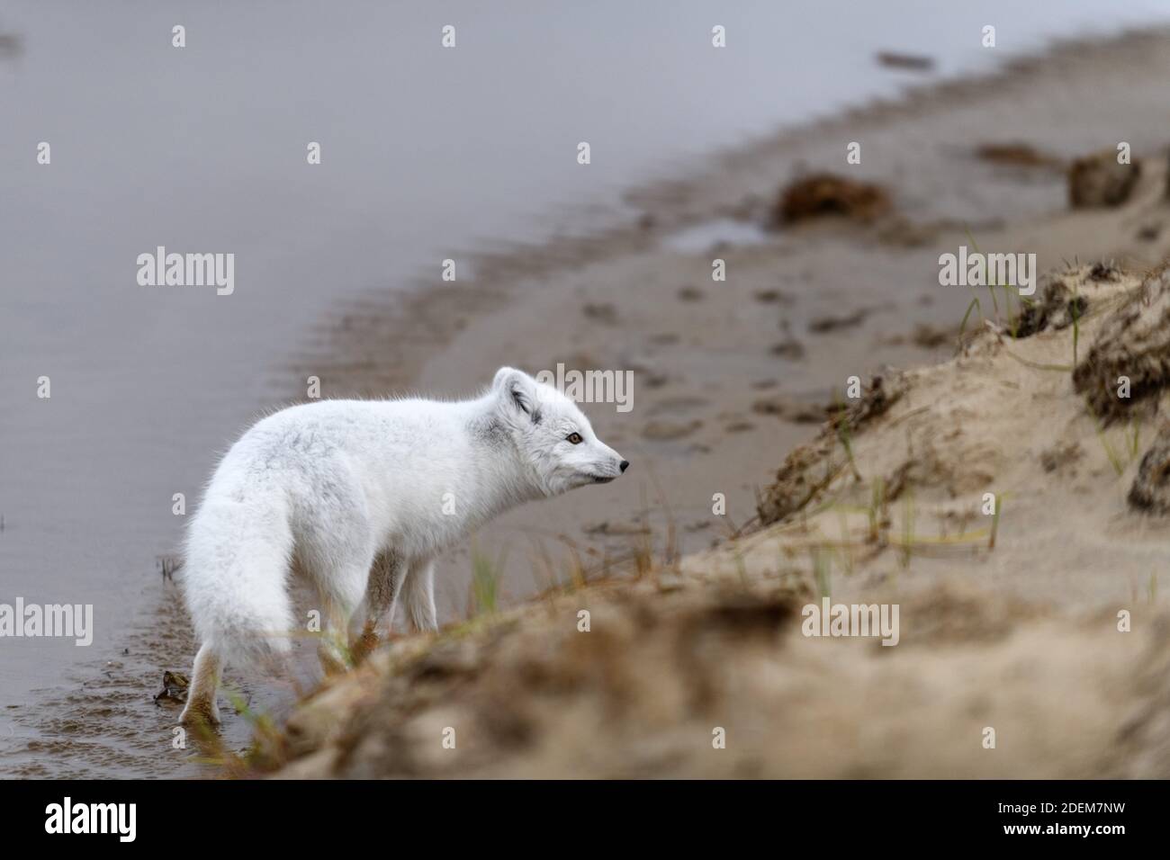 Arctic fox (Vulpes Lagopus) in wilde tundra. Arctic fox on the beach ...