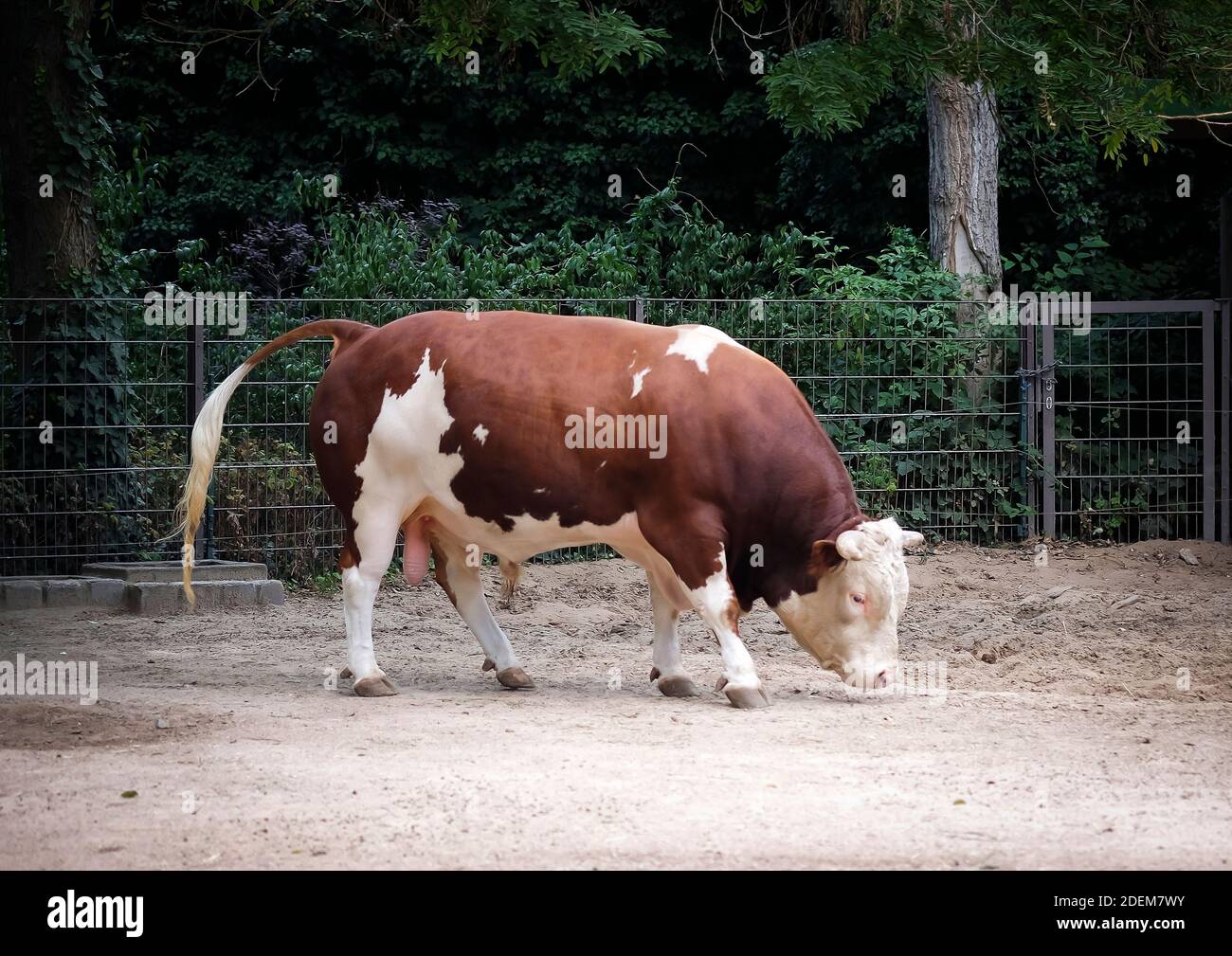 Cow stock photo Stock Photo - Alamy