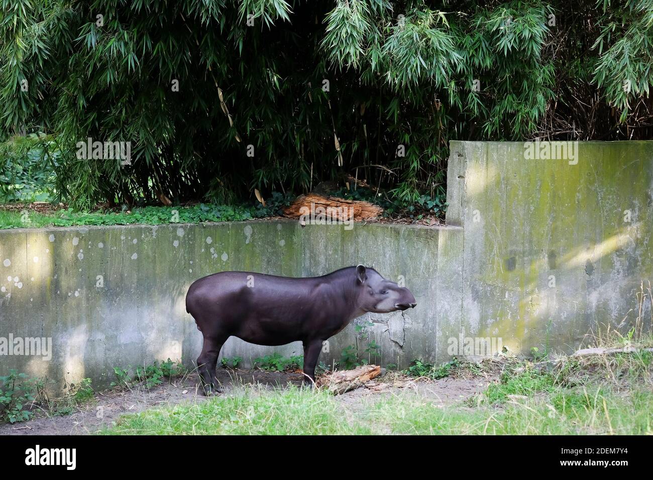 Tapir at a zoo hi-res stock photography and images - Alamy