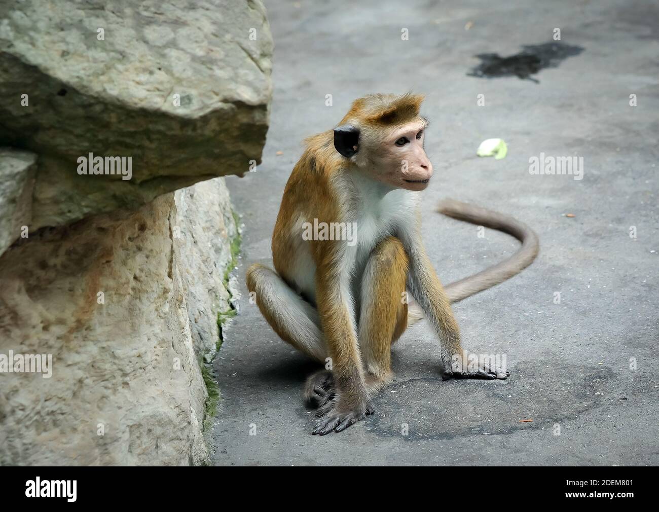 Monkey at Berlin zoo Stock Photo - Alamy
