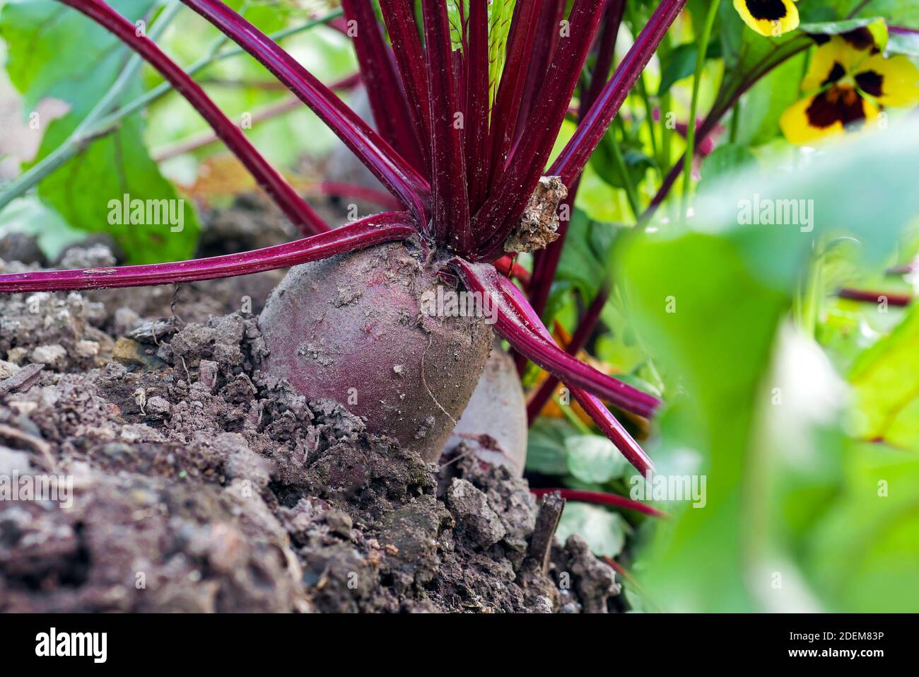 closeup of beet growing on garden bed Stock Photo - Alamy