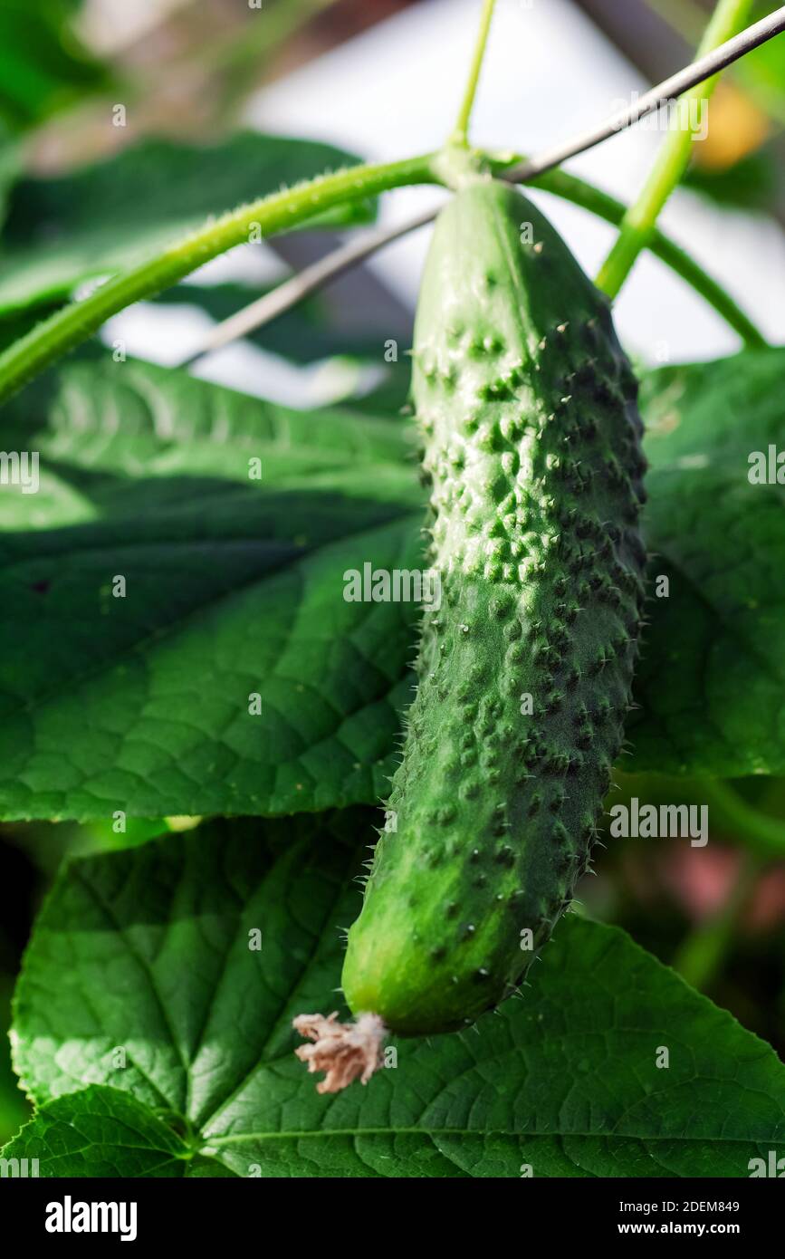 young prickle hanging on vine in greenhouse under sunlight Stock Photo ...